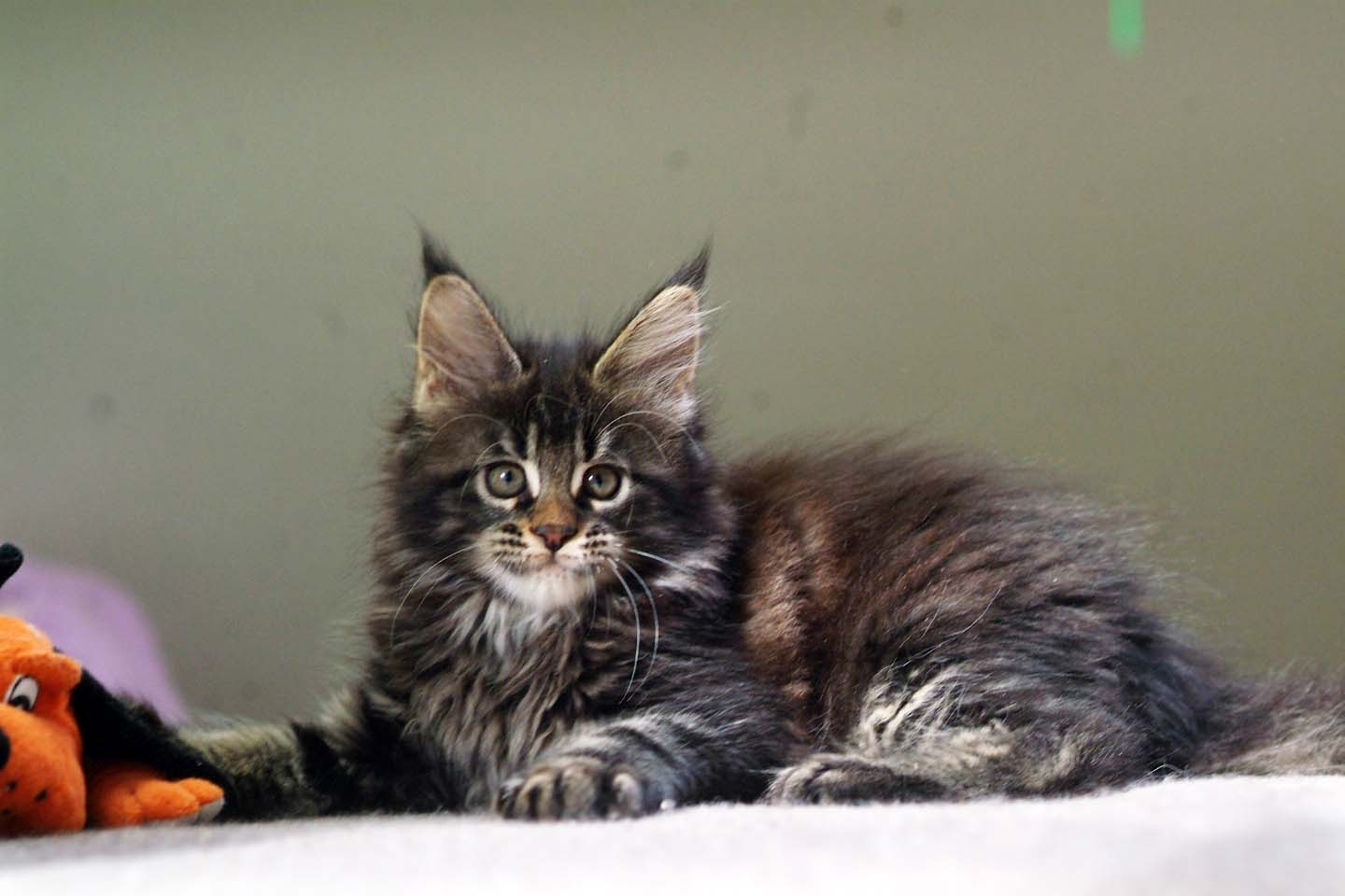 Cartoonland album photos de chiots Main Coon